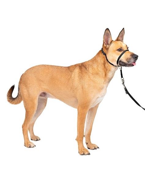 Image result for Best Training Collars for Dogs