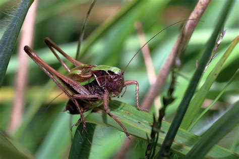Image result for Cricket Insect Identification