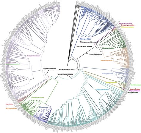 Image result for Life Path Tree