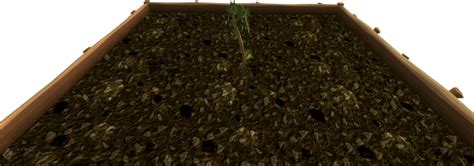 Image result for Willow Tree Rust