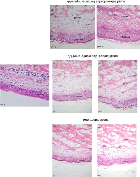 Image result for Light Microscope Magnification
