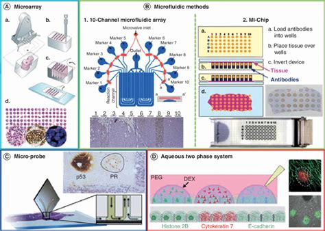 Image result for Tissue Microarray Multiplex IHC NCR