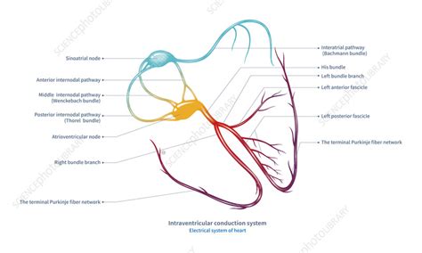 Image result for Cardiac Internodal Pathways