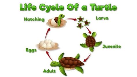Image result for Turtle Life Cycle Videos