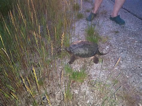 Image result for Michigan Snapping Turtle