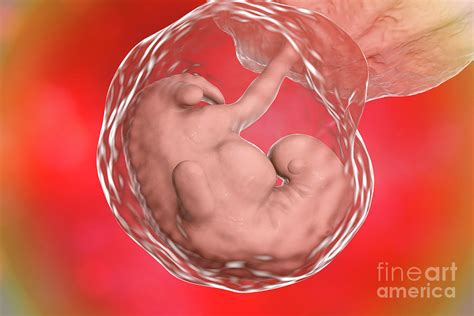 Image result for 4 Week Embryo