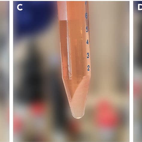 Image result for Mice Brain Dissection