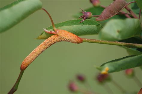 Image result for Pear Rust Basidium
