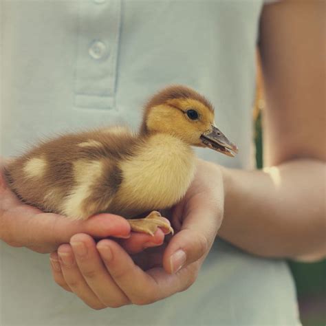 Image result for Ducklings Hatching