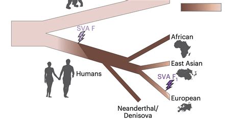 Image result for Human Variation