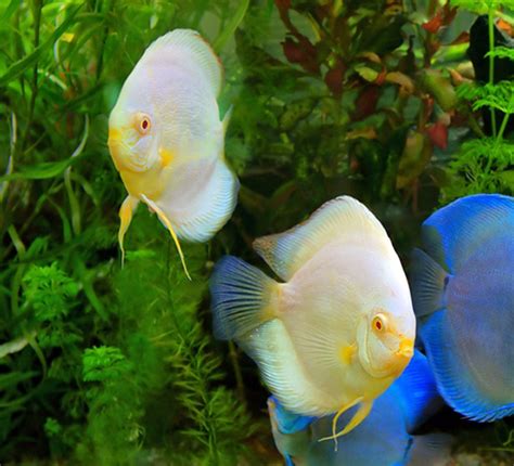 Image result for White Discus Fish