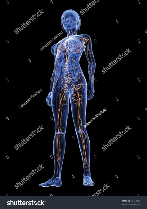 Image result for Female Lymphatic System