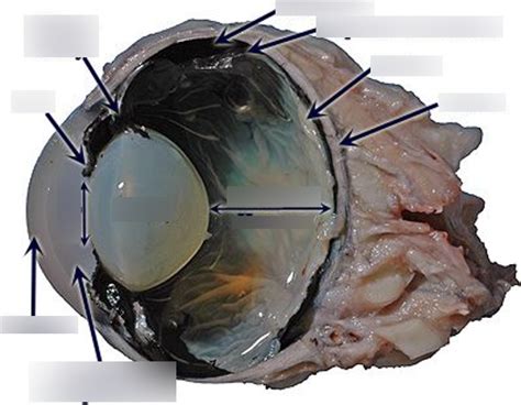 Cow Eye Diagram | Quizlet