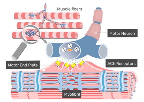 Image result for Label Structures Associated with Excitation-Contraction Coupling
