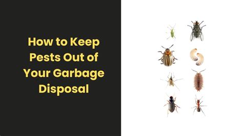 Image result for Do Garbage Disposals Have a Reset Button
