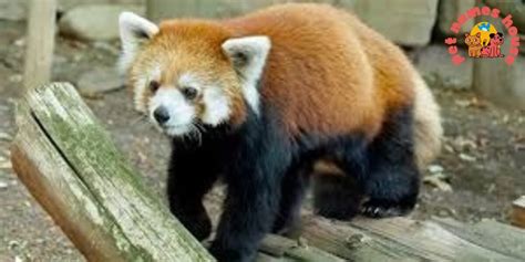 Image result for Red Panda Names