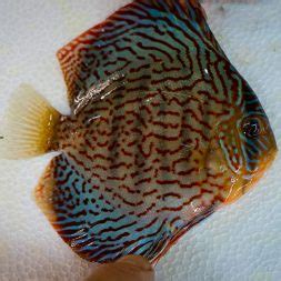 Image result for Peppered Discus