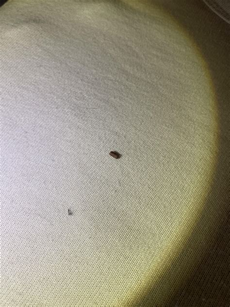 Image result for Cockroach Droppings