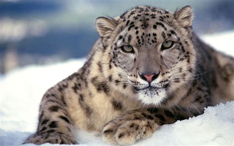 Image result for Snow Leopard Computer Wallpaper