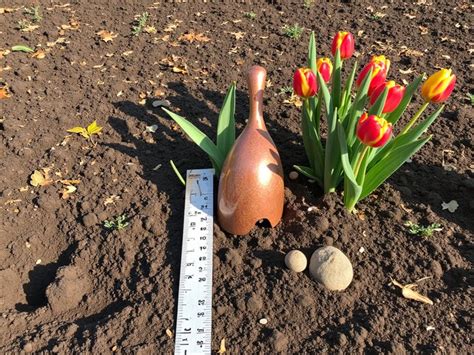 Image result for Tulip Planting Tips