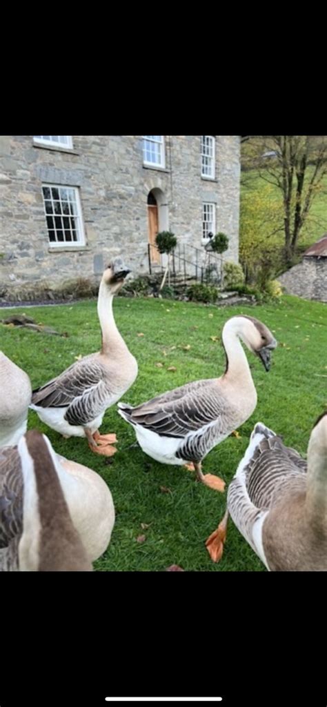 Image result for Geese Hatching