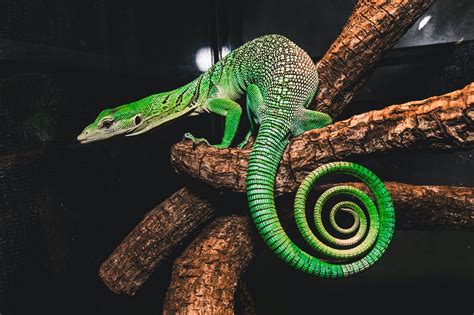 Image result for Different Color Lizards