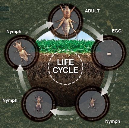 Image result for Cricket Insect Life Cycle
