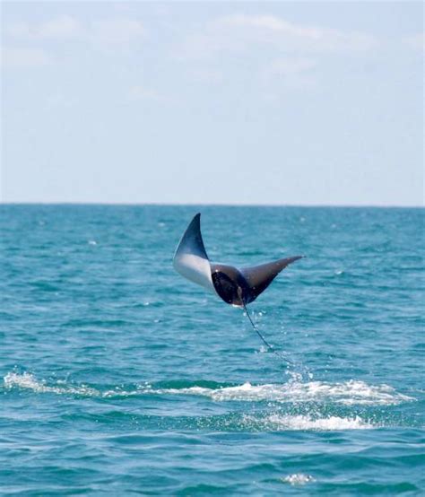 Image result for Manta Ray Jumping Over Bridge