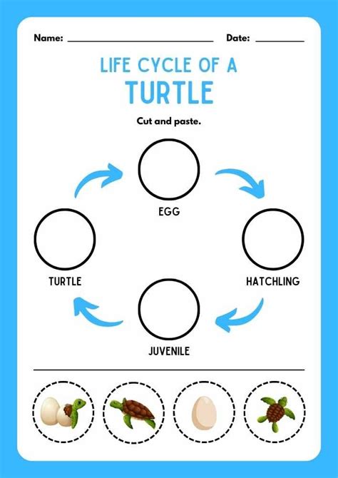 Image result for Turtle Life Cycle Videos