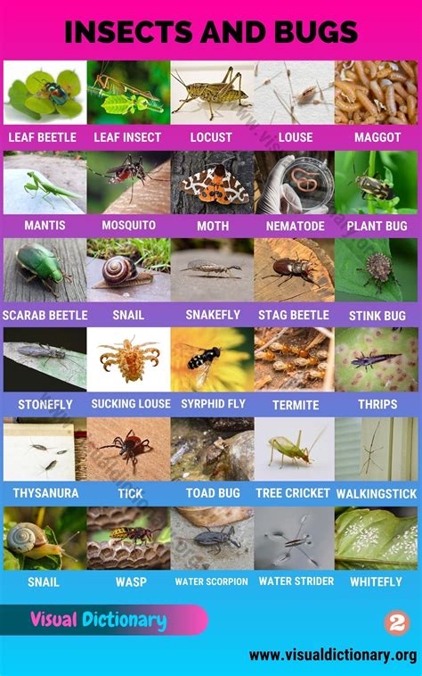 Image result for Insects Animals List