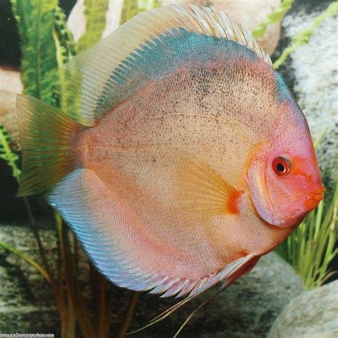 Image result for Discus Disc