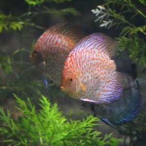 Image result for Symphysodon Discus