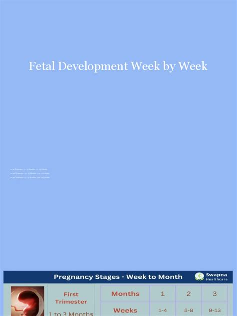 Fetal Development Week by Week | PDF | Pregnancy | Fetus