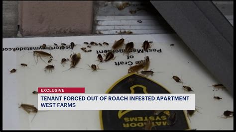 Image result for NYC Cockroach