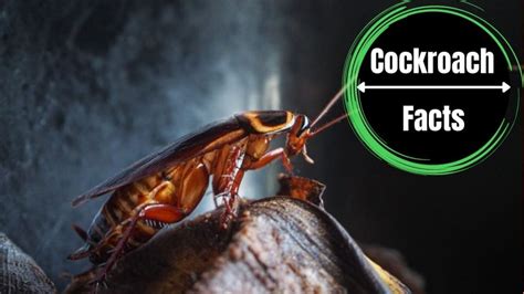 Image result for Poisonous Cockroach