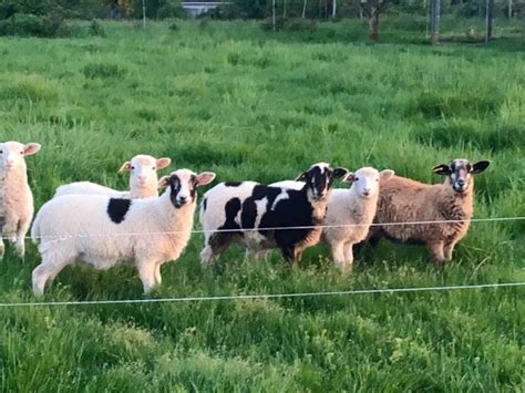 Image result for Conservation Stewardship Program