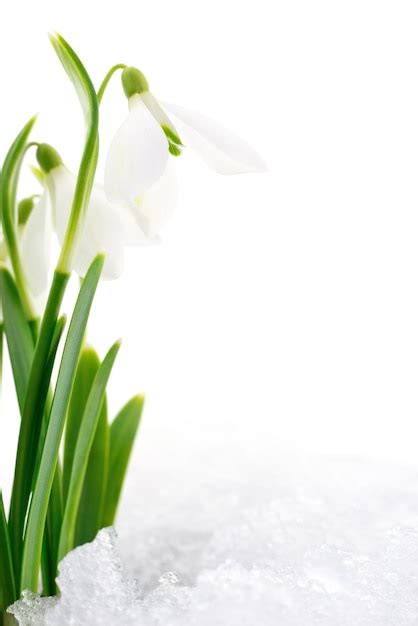 Image result for Snowdrop Snow