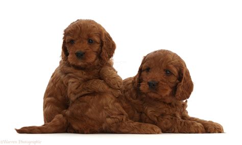 Image result for 6 Weeks Sable Cockapoo