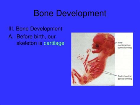 Image result for Bone Development