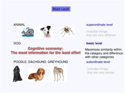 Image result for Basic Level Categorization
