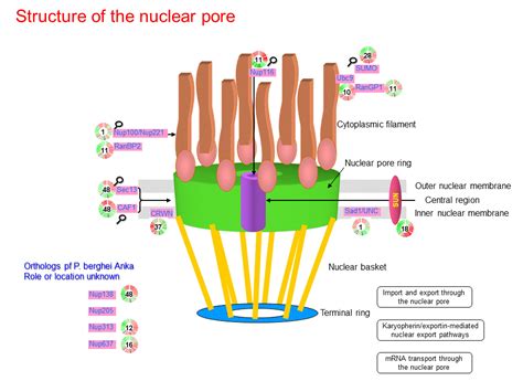 Image result for Computer Nuclear Pore Comple