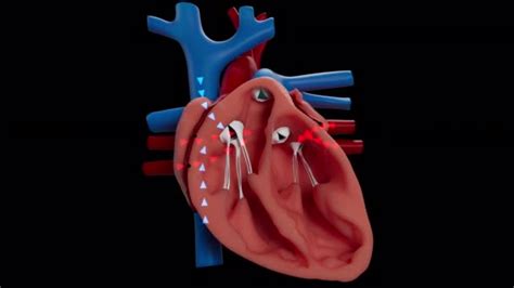 Image result for Heart Circulation Animation