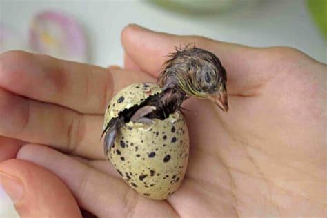 Image result for Geese Hatching