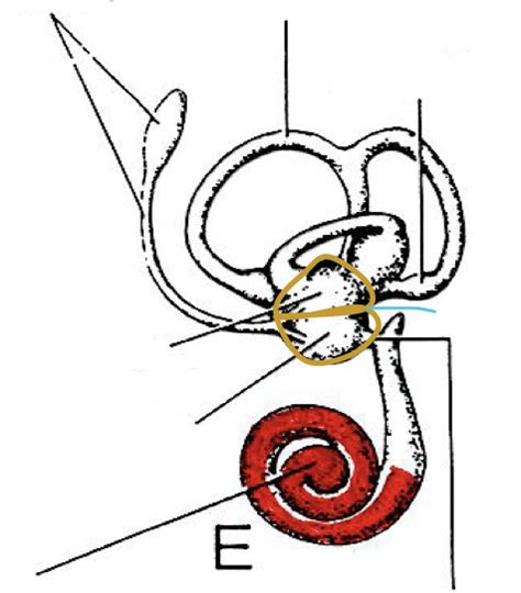Image result for Inner Ear Shutterstock Exploding Box