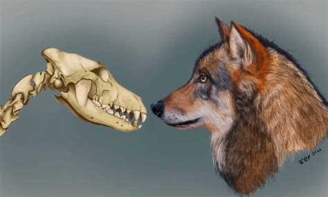 Image result for Age of Wolves