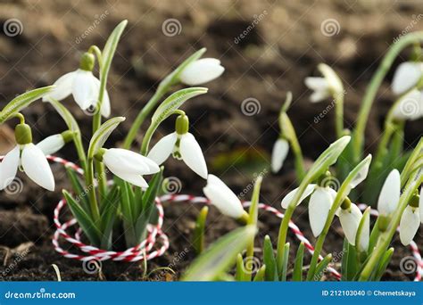 Image result for Snowdrop Early Spring Flowers