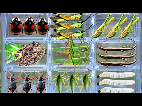 Catching Amazing Insects in the Garden: Giant Grasshopper, Ladybug, Praying Mantis, Katydid & More