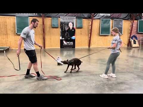 Beautiful Red Doberman "Django" 5 mos Candidate For Advanced Training Family Personal Protection Dog