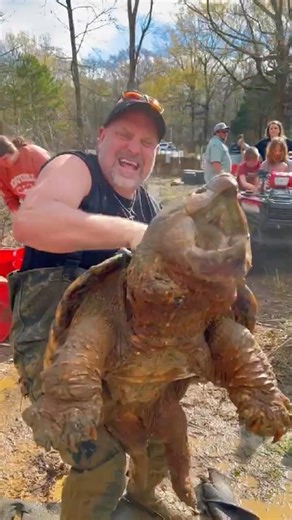 How Dangerous Is An Alligator Snapping Turtle? 😱