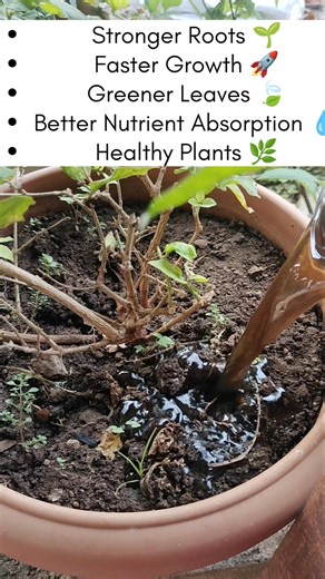 Humic Acid for Plant Growth Faster|Humic Acid| summer plan care #humicacid